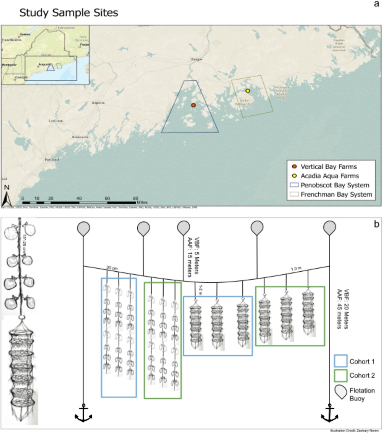 Research examines best methods for growing Atlantic sea scallops