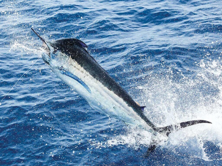 Trilo Bite Shatters Atlantic Blue Marlin Daily Catch Record in the ...