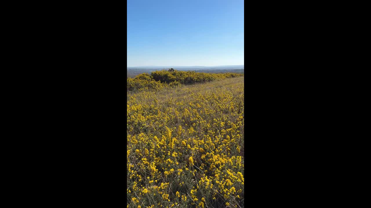 Spring in Ashdown Forest: A Riot of Colour That Would Make Van Gogh Weep