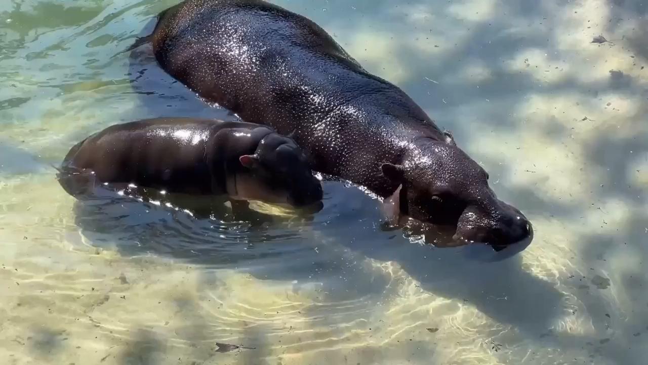 Endangered pygmy hippo baby makes outdoor debut at Virginia zoo