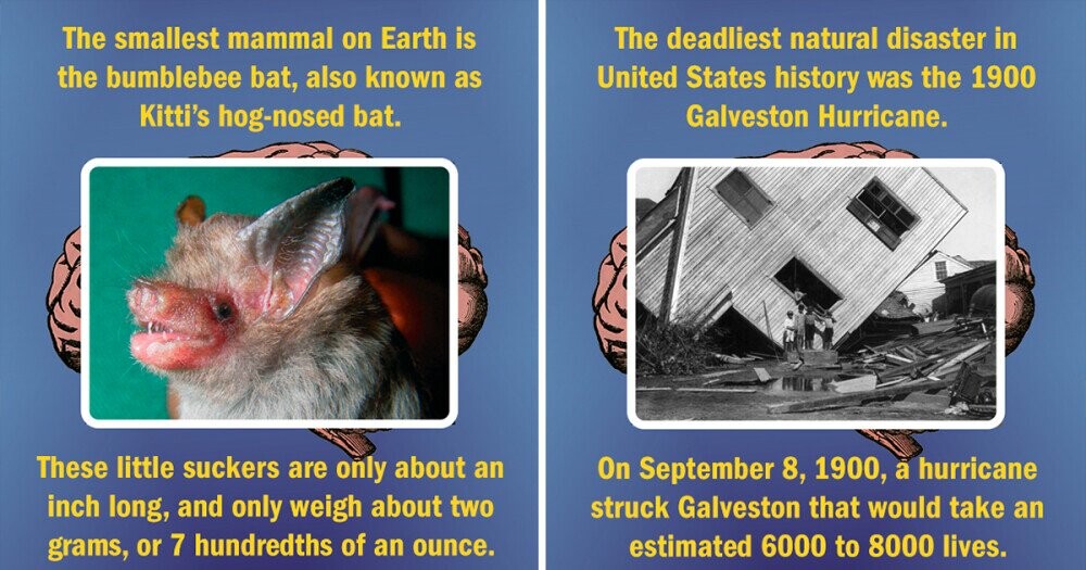 12 Slick Facts For A Quick Brain Snack