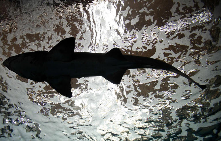 Concorde, Tour de France, pont géant, Hanouna… Les meilleurs poissons d ...