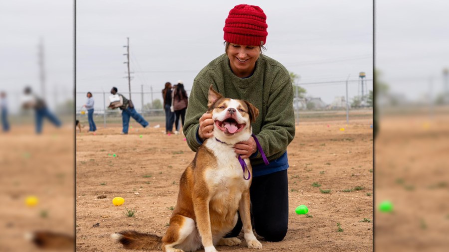Lubbock Animal Services share weekly metrics for December 19 through ...