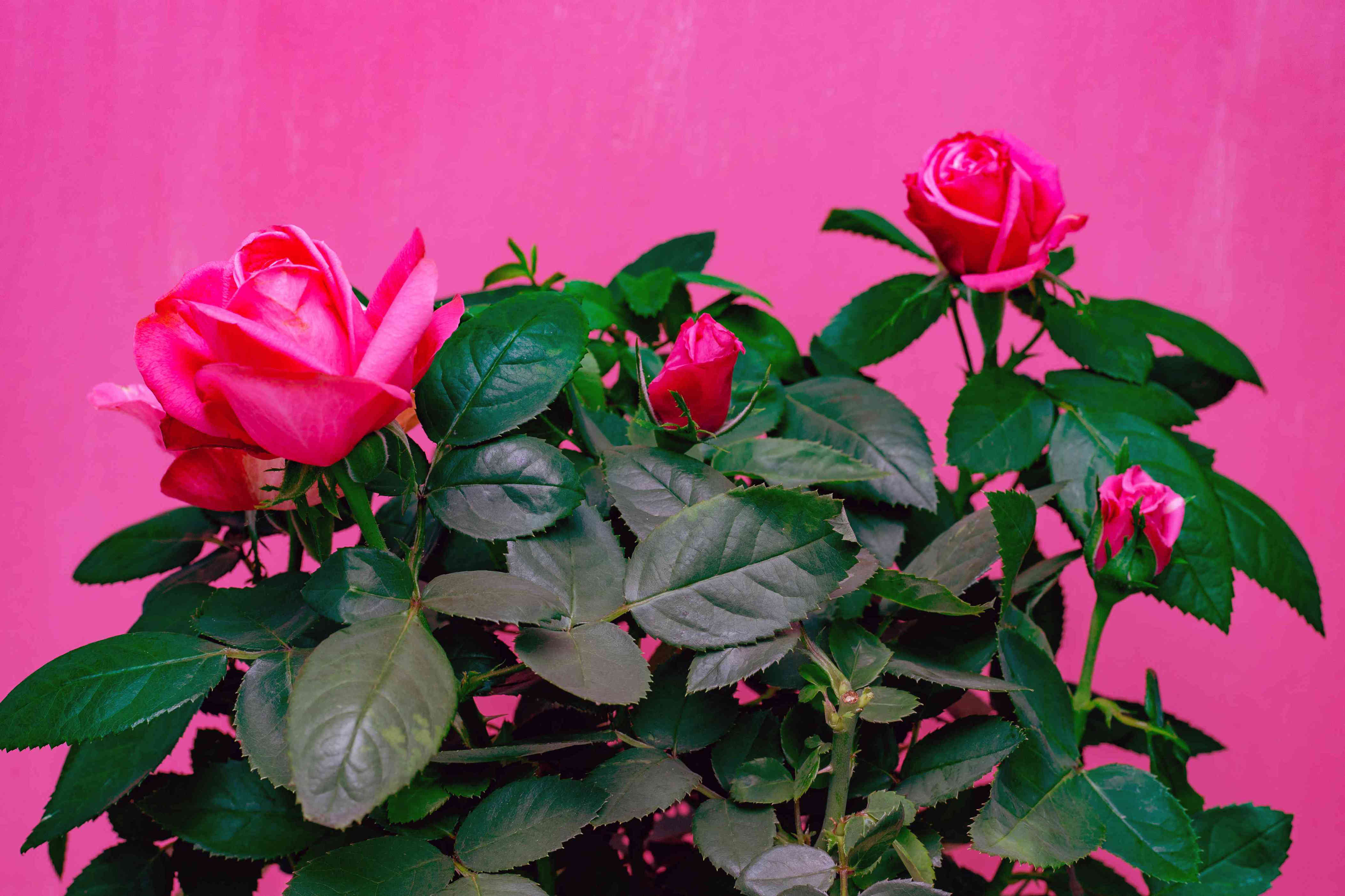 Is It Better to Plant Roses in the Ground or in Containers? Here's What ...