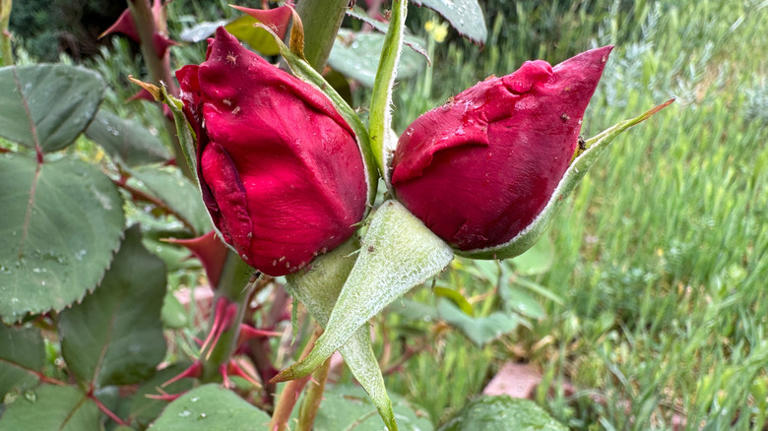 At War With Aphids? Don't Be Surprised If Your Flower Garden Suffers