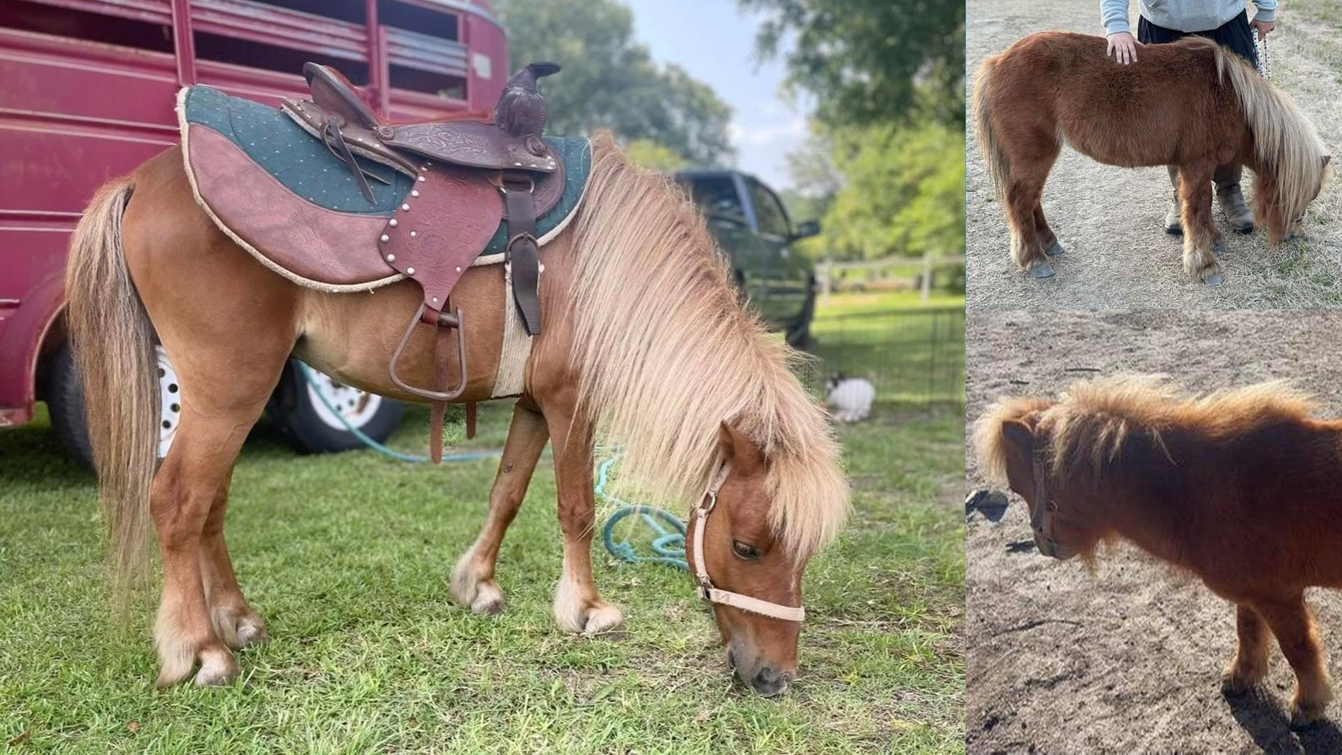 Pony stolen from home in Chesterfield County, sheriff says