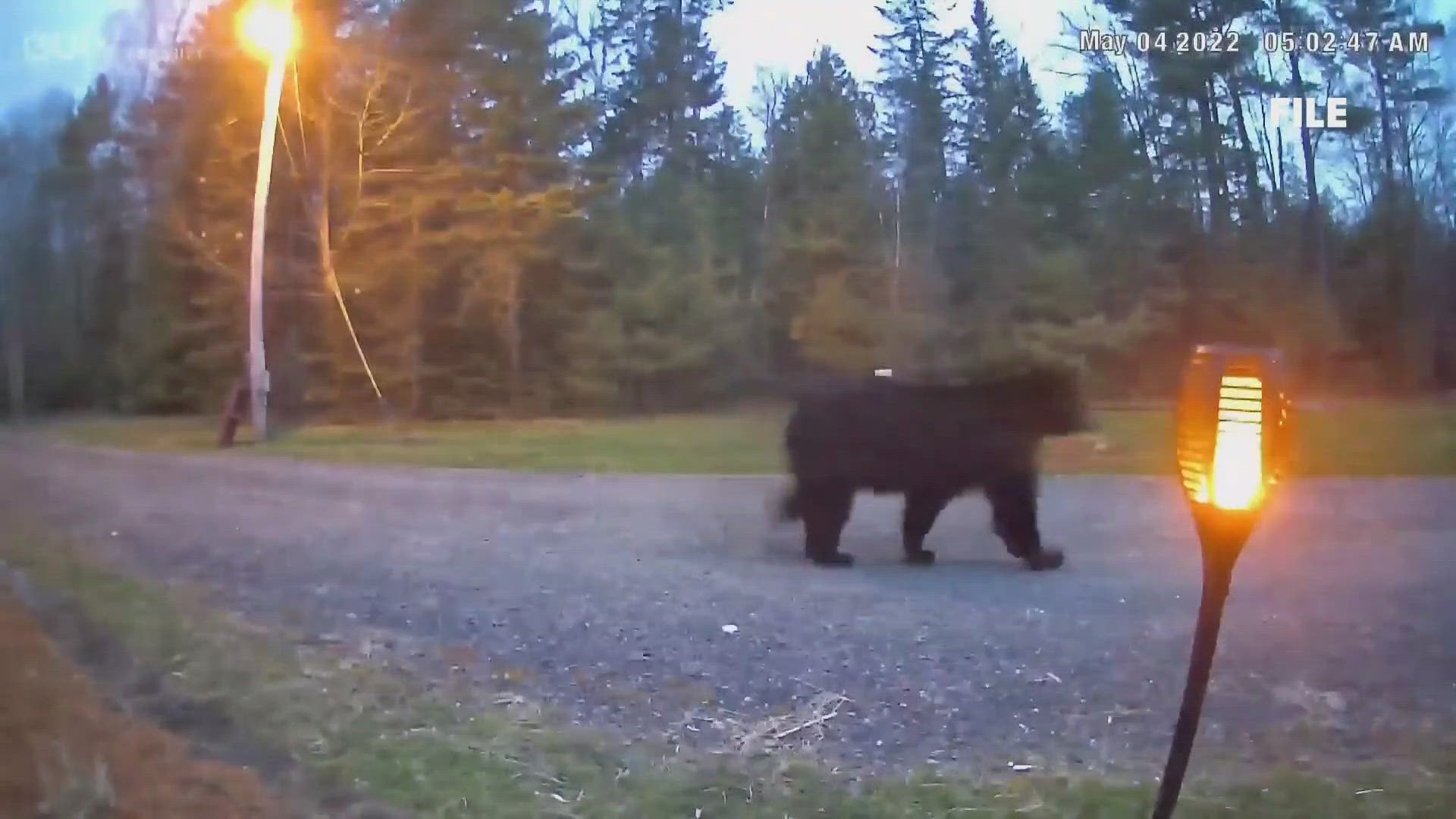 Maine black bears begin to emerge from hibernation
