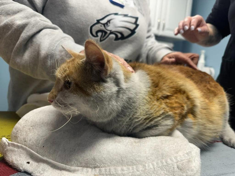 'Devastated:' LI Rescuers Fundraise After Cat Sanctuary Founder's Loss