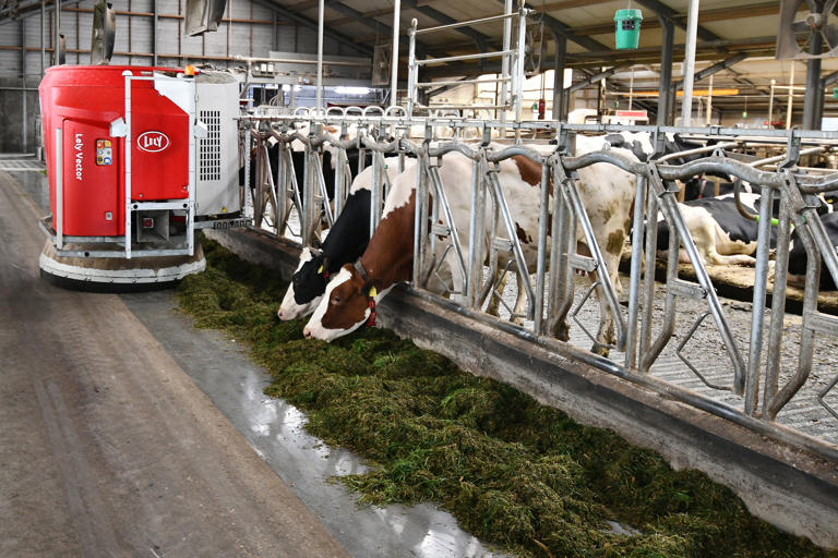 How Dairy Robots Are Changing Work for Cows (and Farmers)