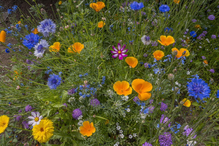 Wildflower season is on — here's where to spot blooms near Seattle
