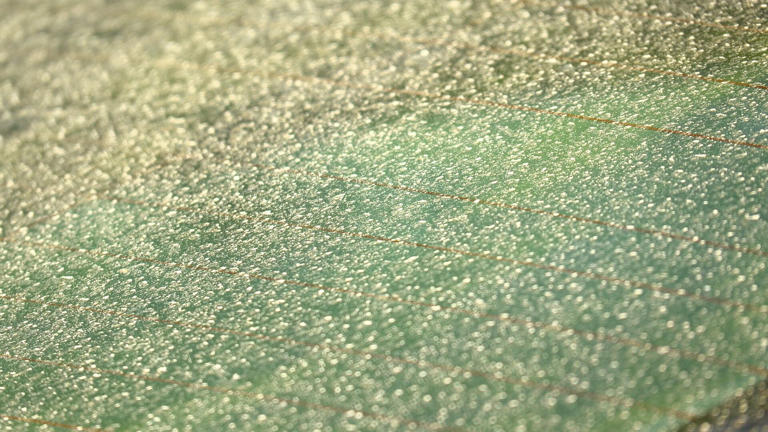 Is ‘botanical sexism’ to blame for Atlanta’s brutal pollen season?