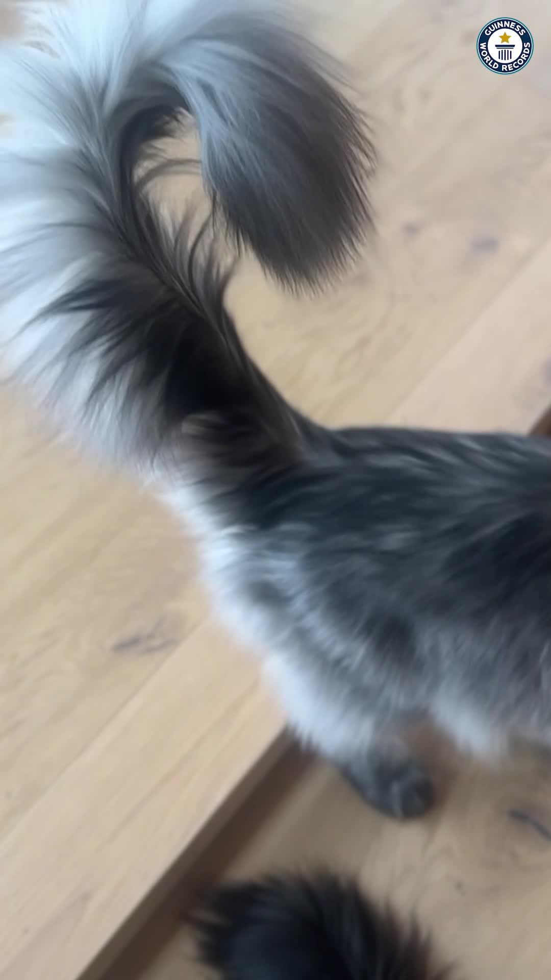 Najdłuższy ogon kota domowego