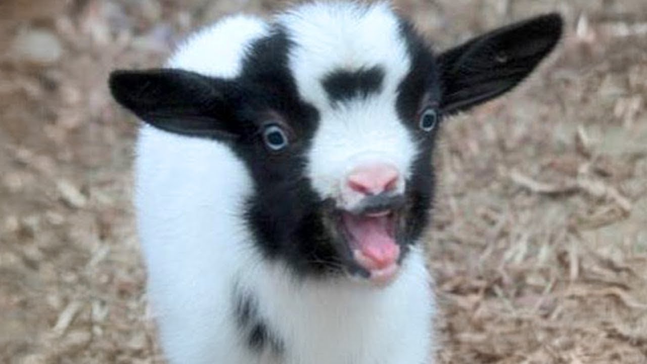 Funny Animals Are Here to Make You Laugh – New Funniest Animal Compilation