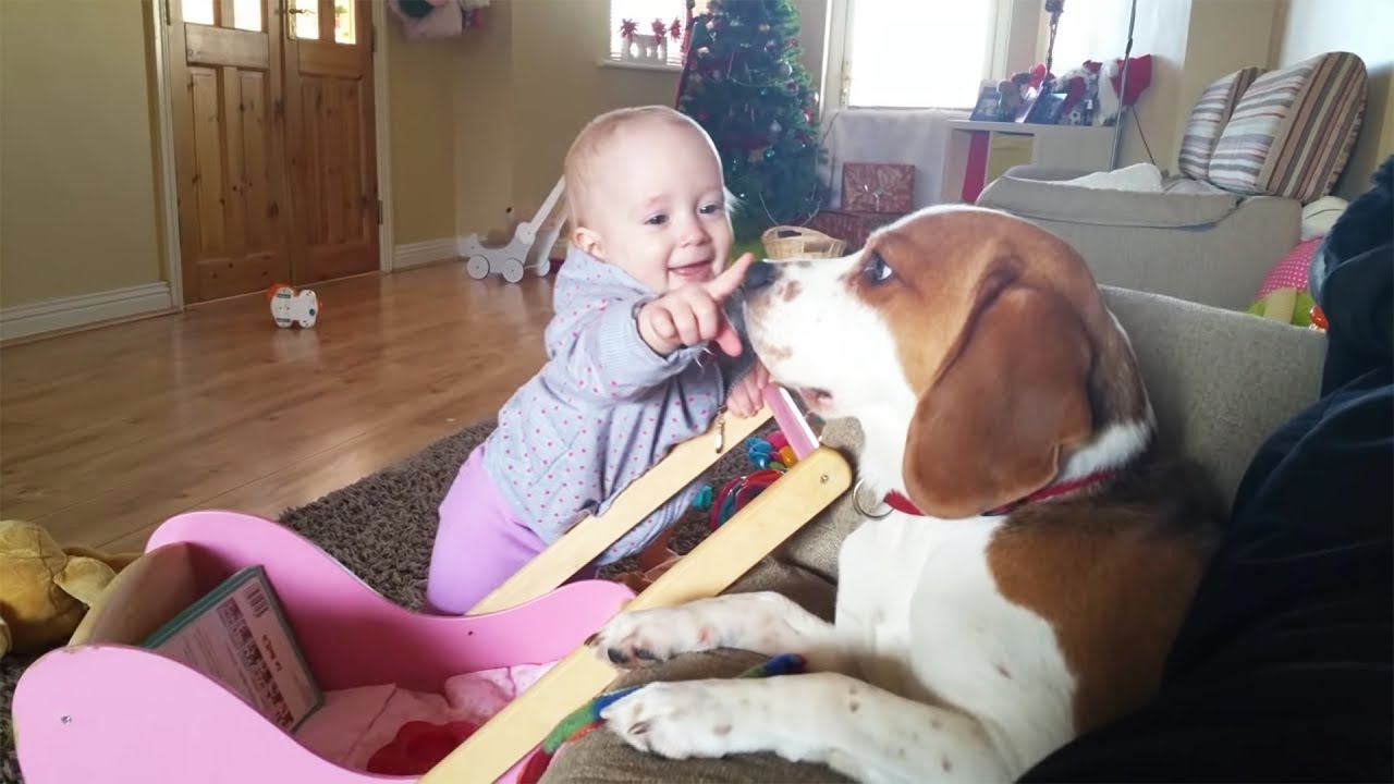 Patient beagle handles “annoying” baby with care
