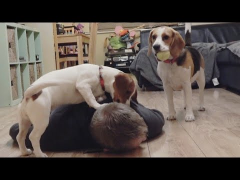 Pretending to faint gets hilarious reaction from dogs