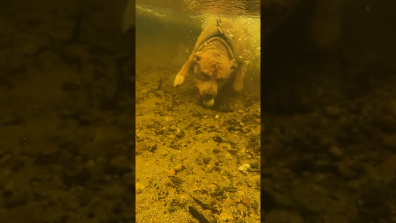 Watch This Dog Perform An Impressive Underwater Retrieval