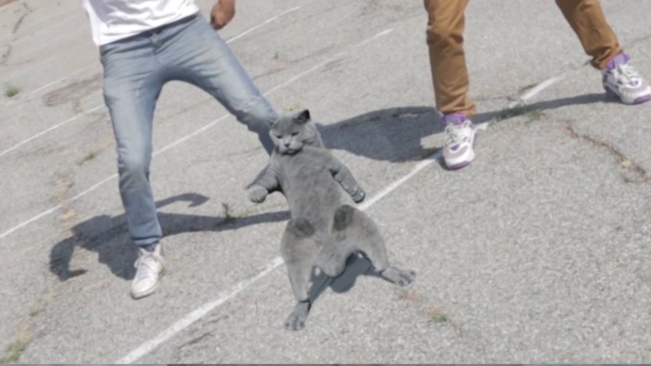 Cat learns how to whip with surprising skill and style