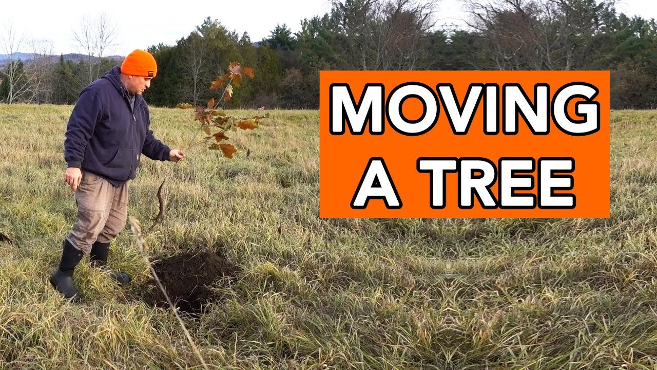 Short film captures the process of replanting a tree seedling