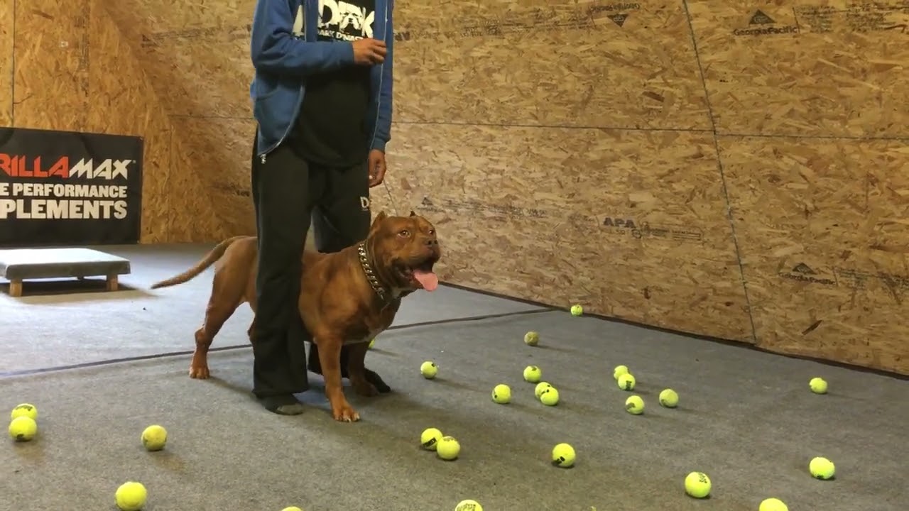 Train Your Dog to Achieve the Ultimate Control Now