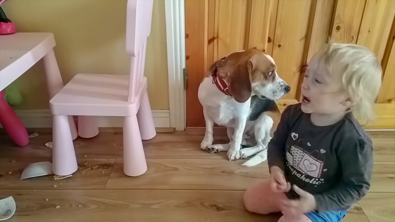 Baby consoles guilty dog over stolen snack