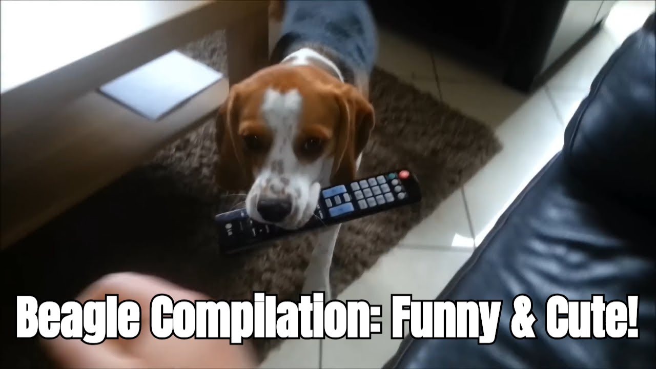 Beagle personality shines with nonstop charm and silly antics