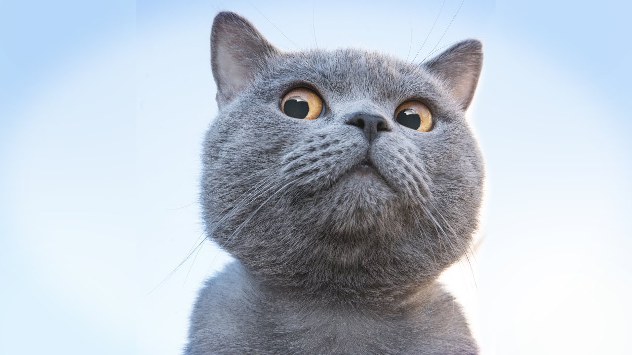 Secrets to making cat videos people love to watch