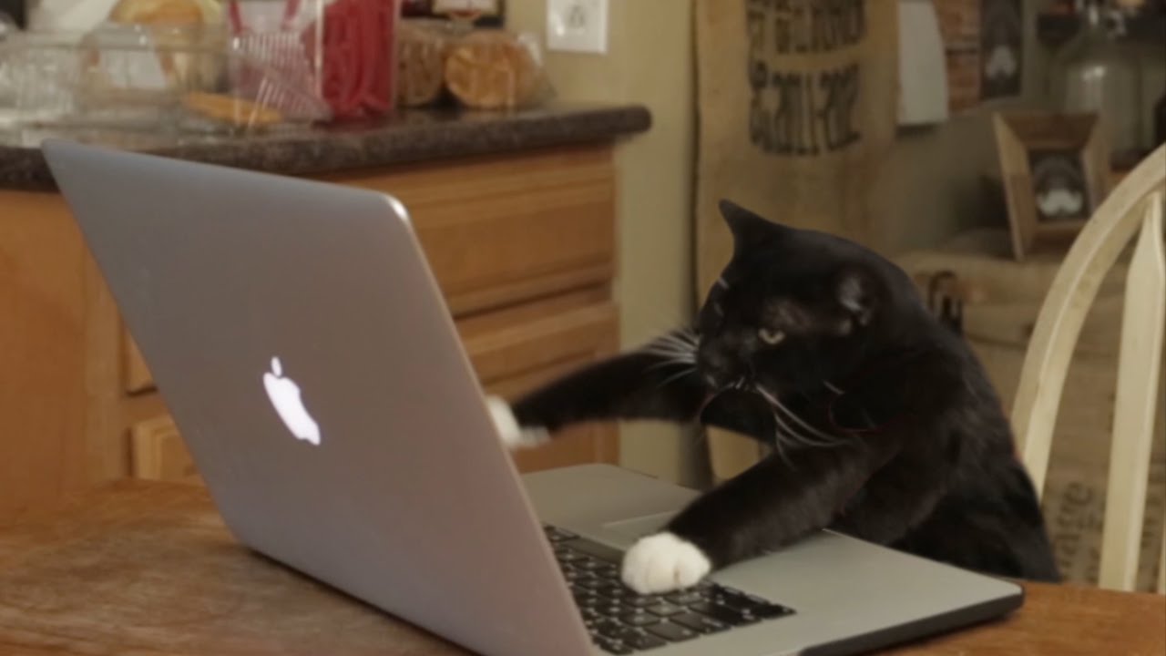 Cat shows strange skills that could hack a Facebook page