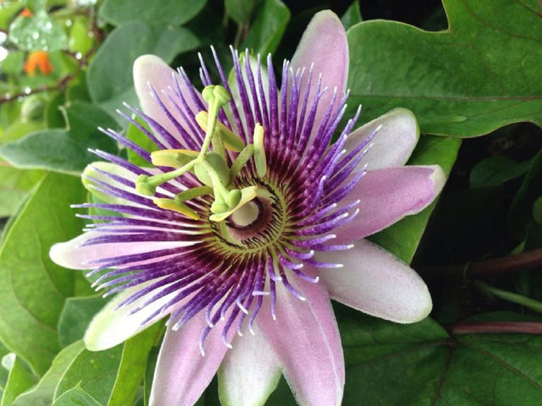 Fruto de la flor de la pasión: características, variedades, propiedades ...
