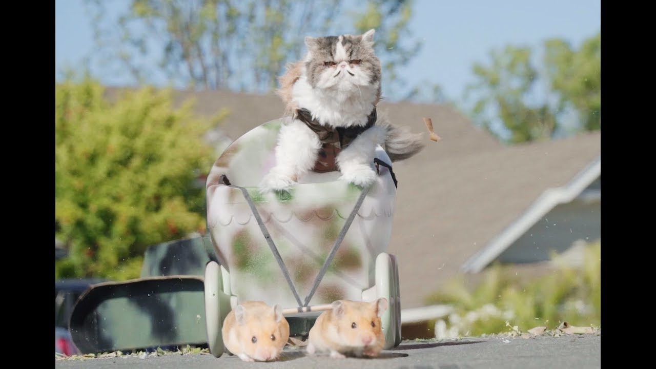 The Reign of Whiskers: A Feline-Dominated Reality