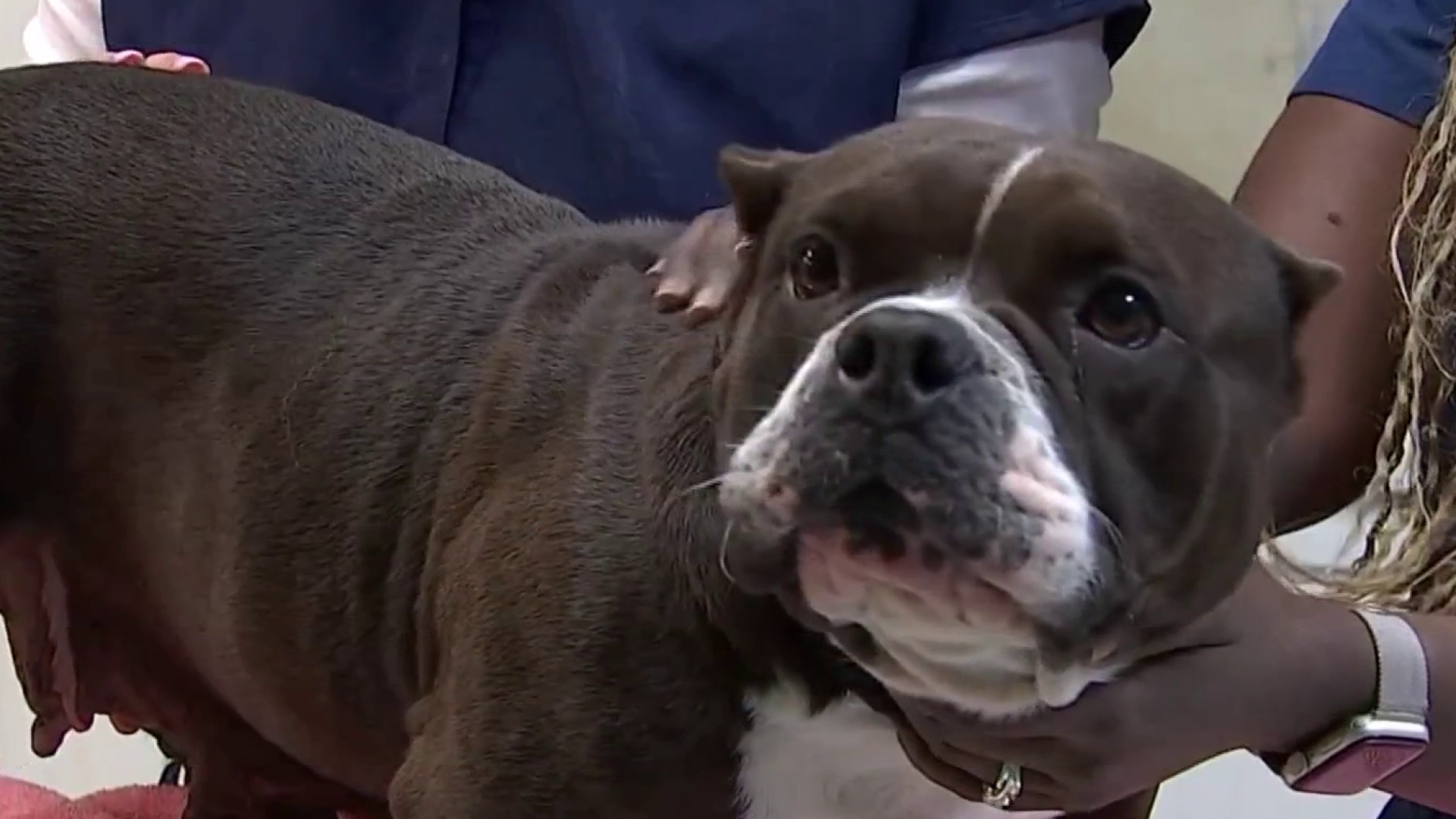 Highway disrupter dog now named ‘Taylor Swift' is looking for a new home