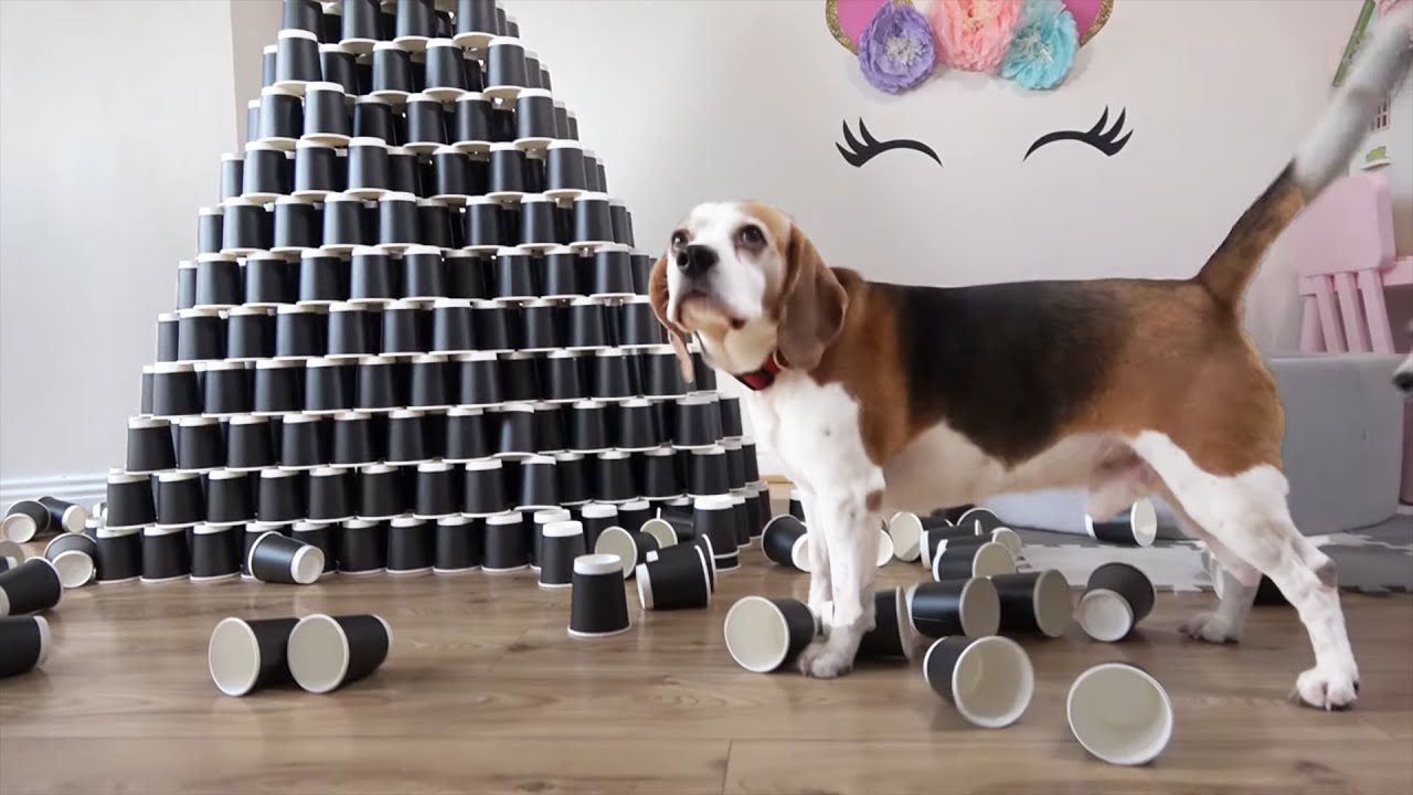 Beagle dogs surprised by hundreds of stacked cups