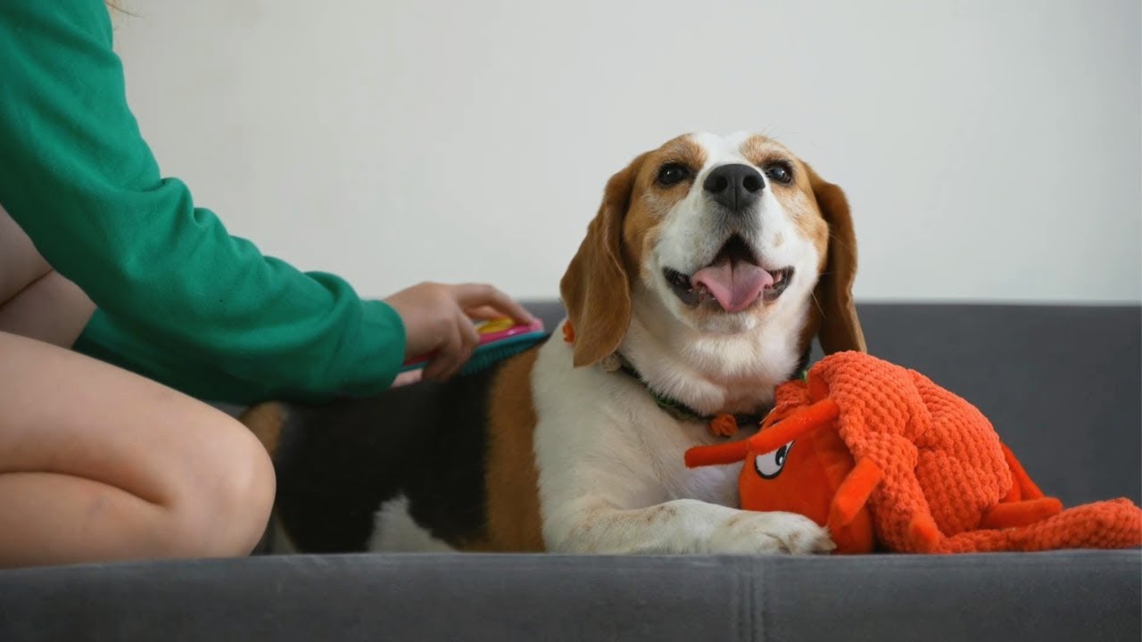 Beagles’ Favorite Things on Cold Winter Nights