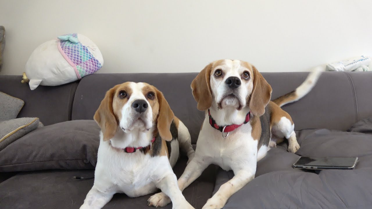 Worried beagle greets sister back from vet visit