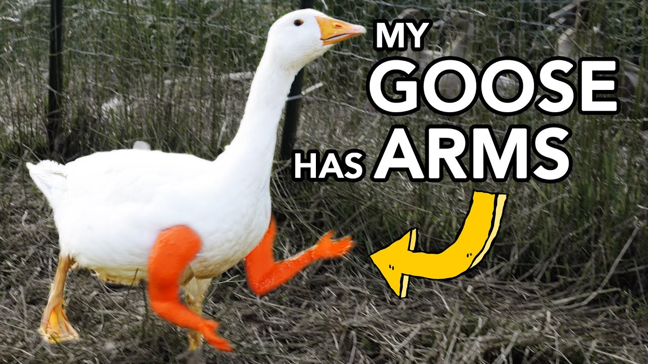 Fitting My Goose with Tiny Prosthetic Arms