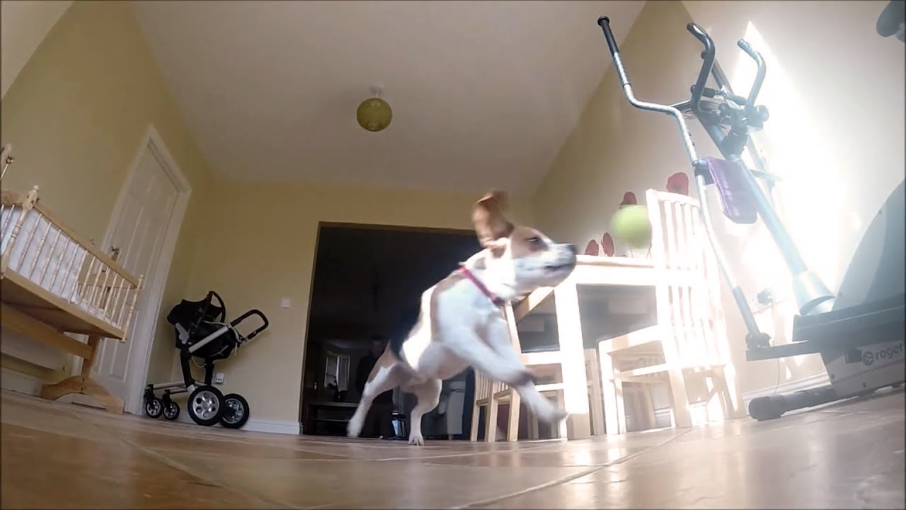 Beagle fetch frenzy delivers epic catches and silly fails