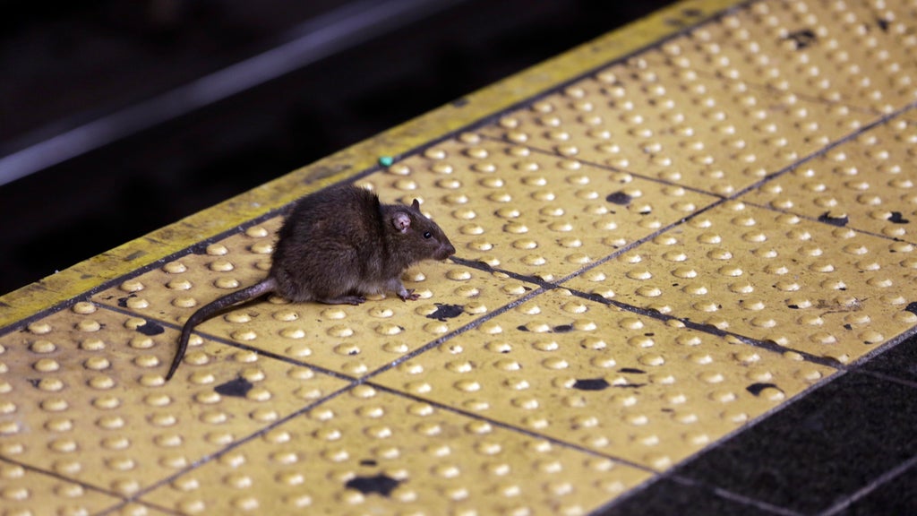 Rat birth control rolls out in NYC this month. What to know about the ...