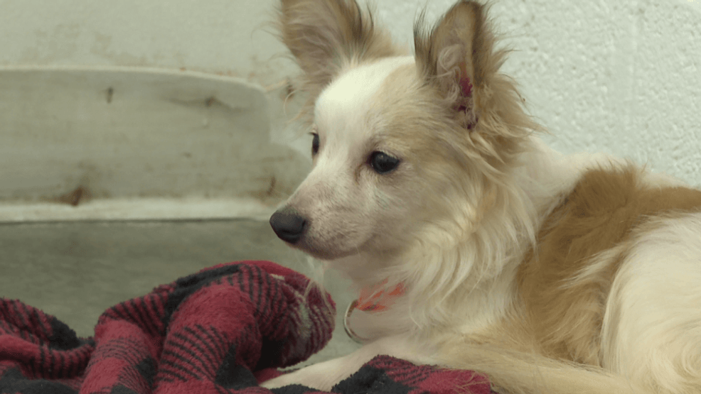 Rescued dogs from hoarding case find hope and care at Somerset County ...