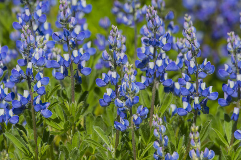 Wildflower season is on — here's where to spot blooms near Seattle