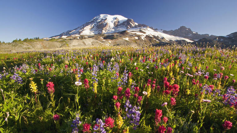 Wildflower season is on — here's where to spot blooms near Seattle