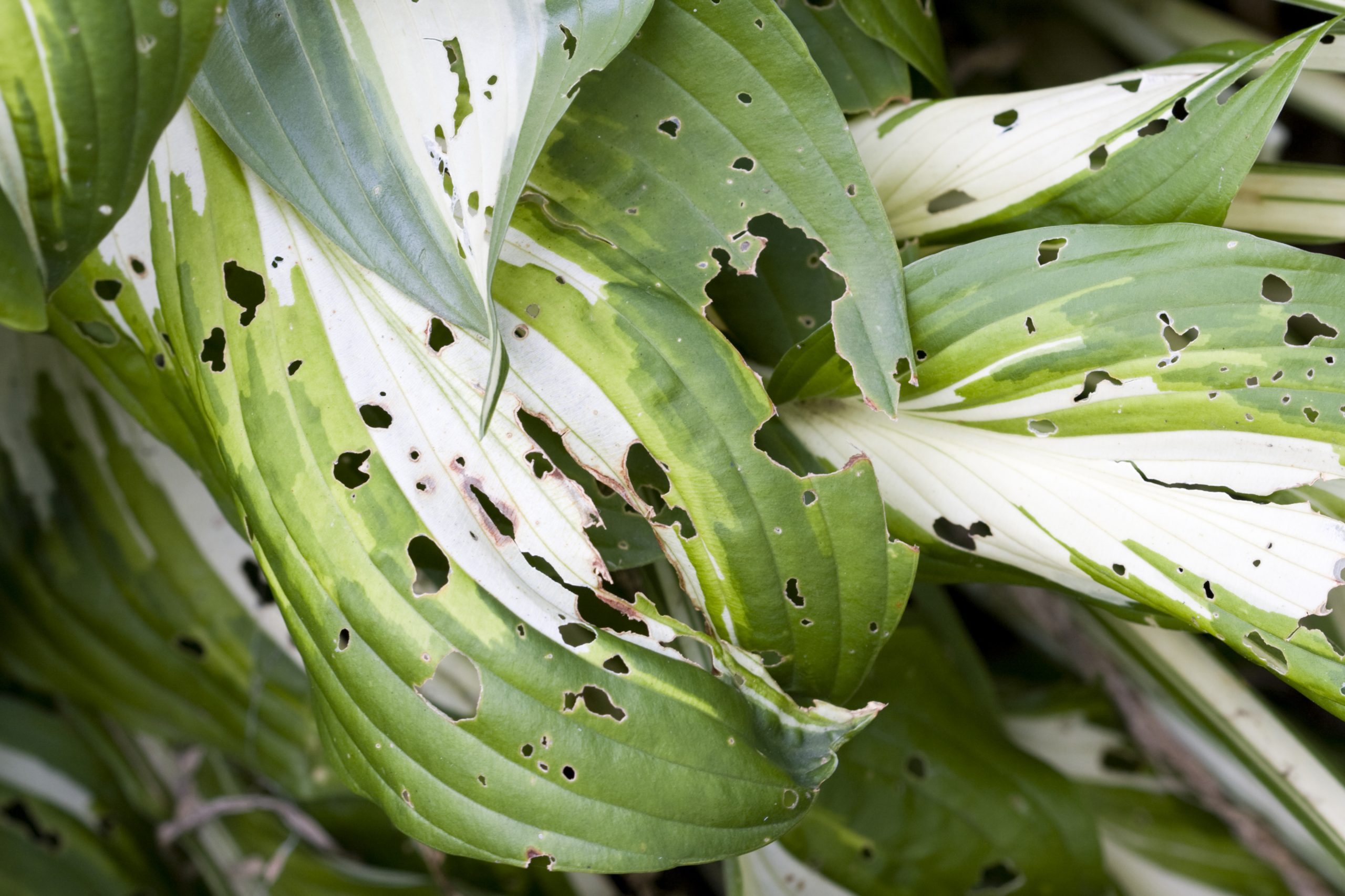 The 6 Most Common Plant Problems and How to Solve Them