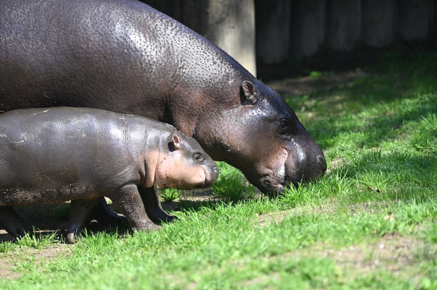 Metro Richmond Zoo to host pygmy hippo painting classes