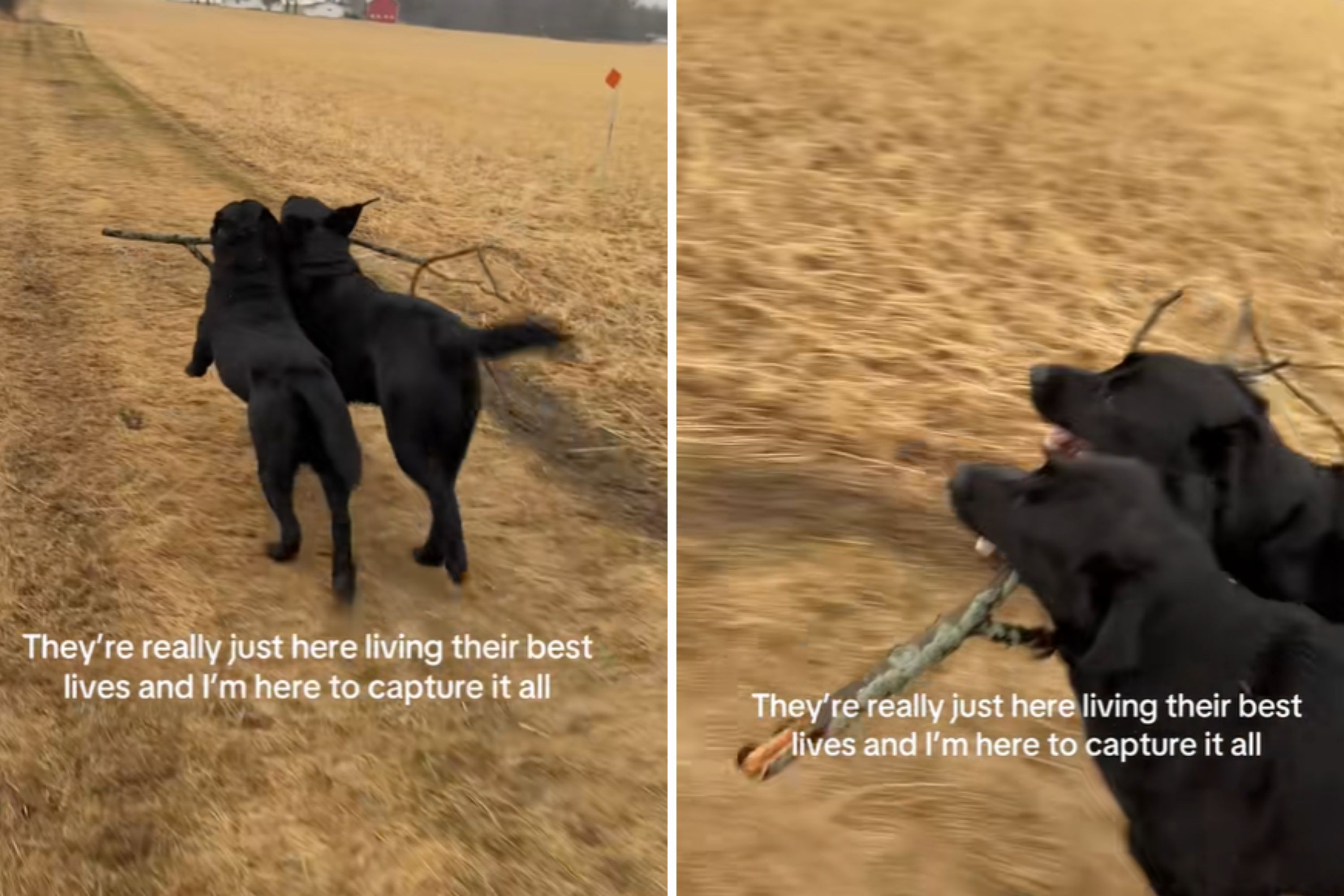 Video of 2 Labradors Perfectly in Sync Goes Viral—'Living Their Best Lives'