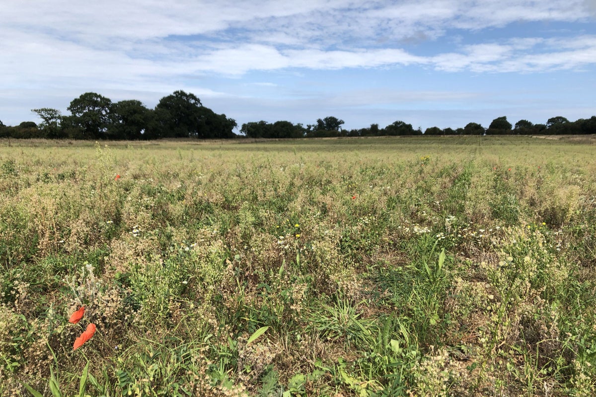 Growing cover crops to prevent bare fields helps soil and wildlife – study