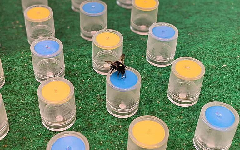 Bees actively adjust flower choice based on color and distance ...