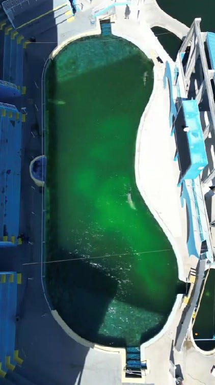 Company at center of probe into dolphin deaths at Gulf World Marine ...