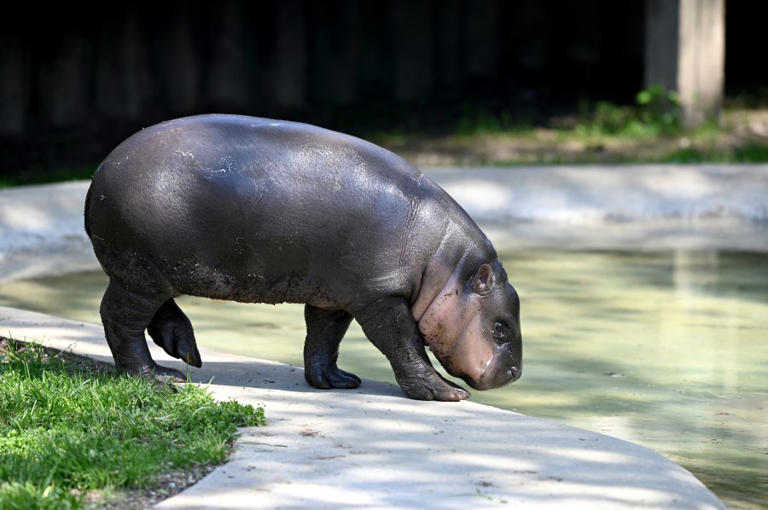 Poppy the pygmy hippo has made her public debut at the Metro Richmond Zoo