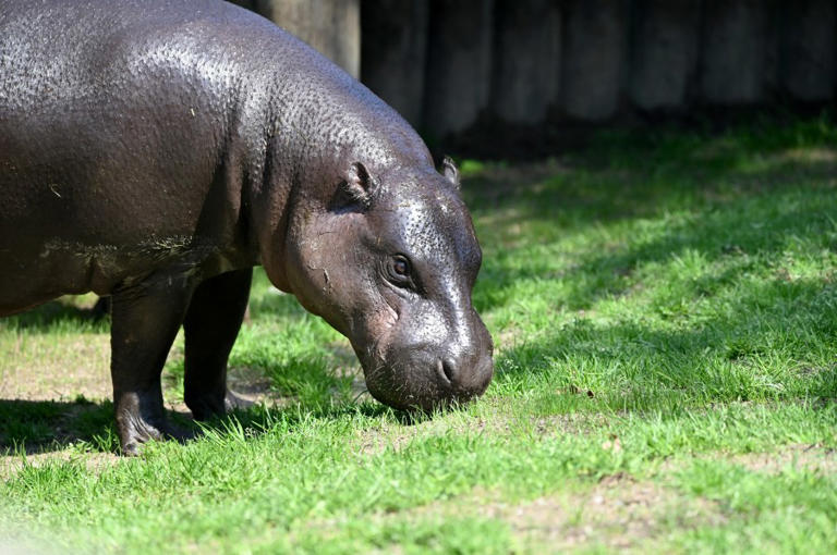 Poppy the pygmy hippo has made her public debut at the Metro Richmond Zoo