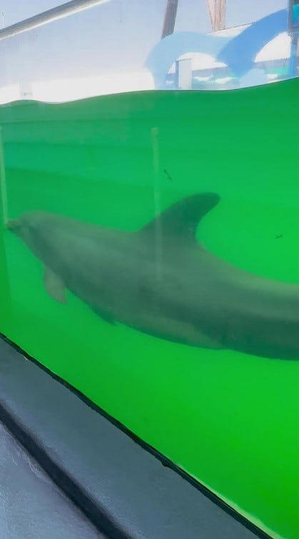 Company at center of probe into dolphin deaths at Gulf World Marine ...