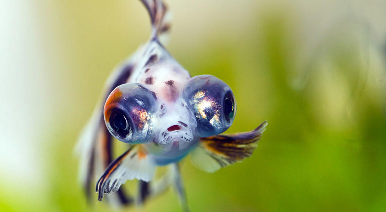 Why Are My Fish’s Eyes Popping Out?