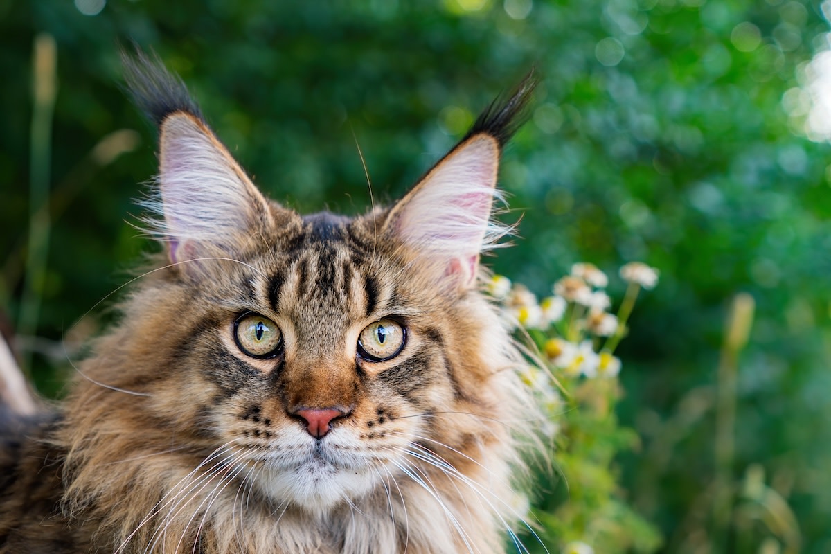 Maine Coon Cat’s Magical Mountain Trot Is So Gorgeous It Could Be From ...